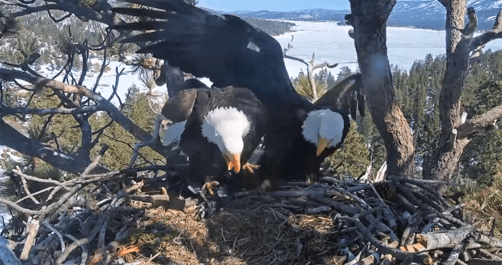 "Captivating Footage: Devoted Eagle Pampers Mate in Heartwarming ...
